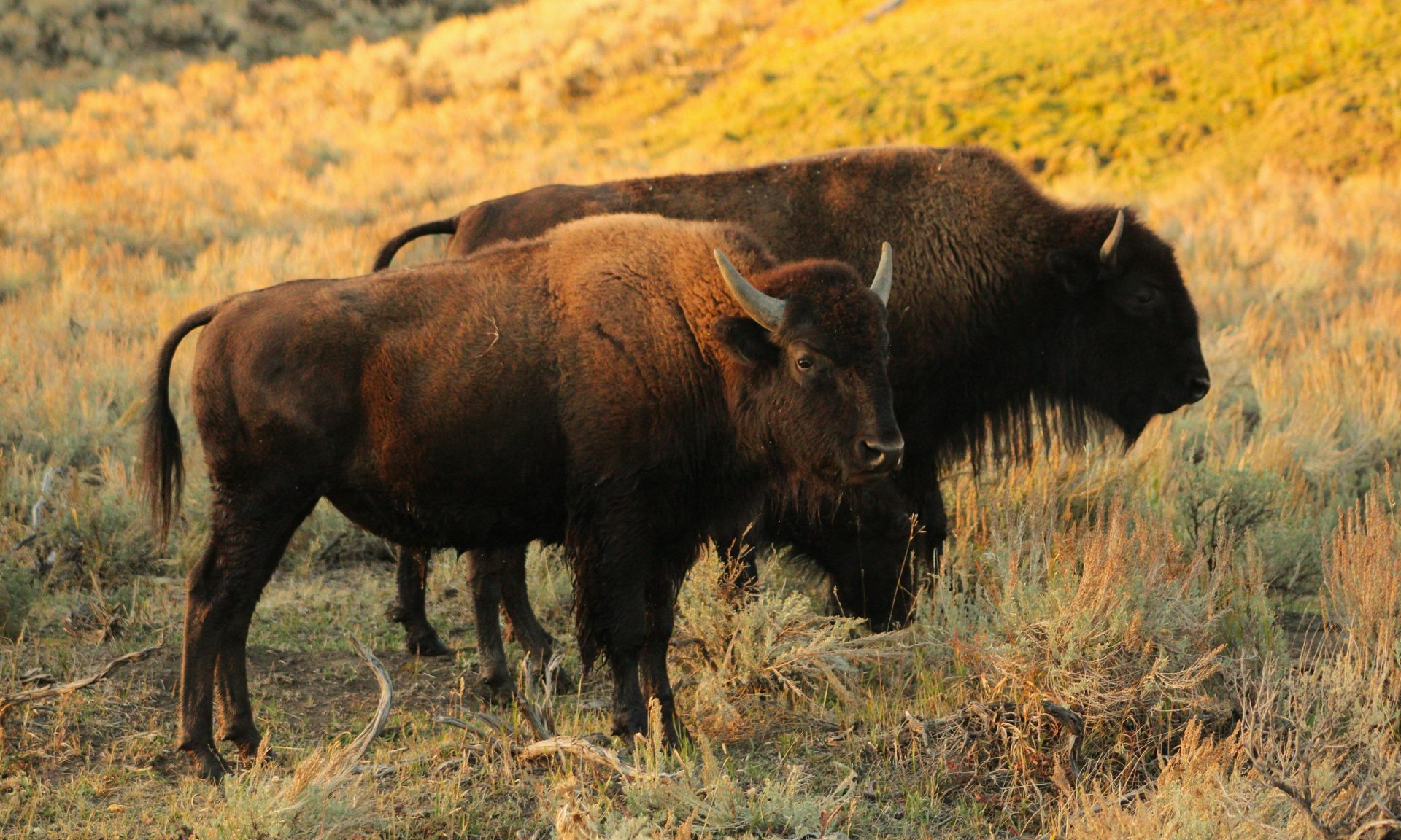 When to Visit Yellowstone for Wildlife | Stay Near Idaho Sky RV Resort